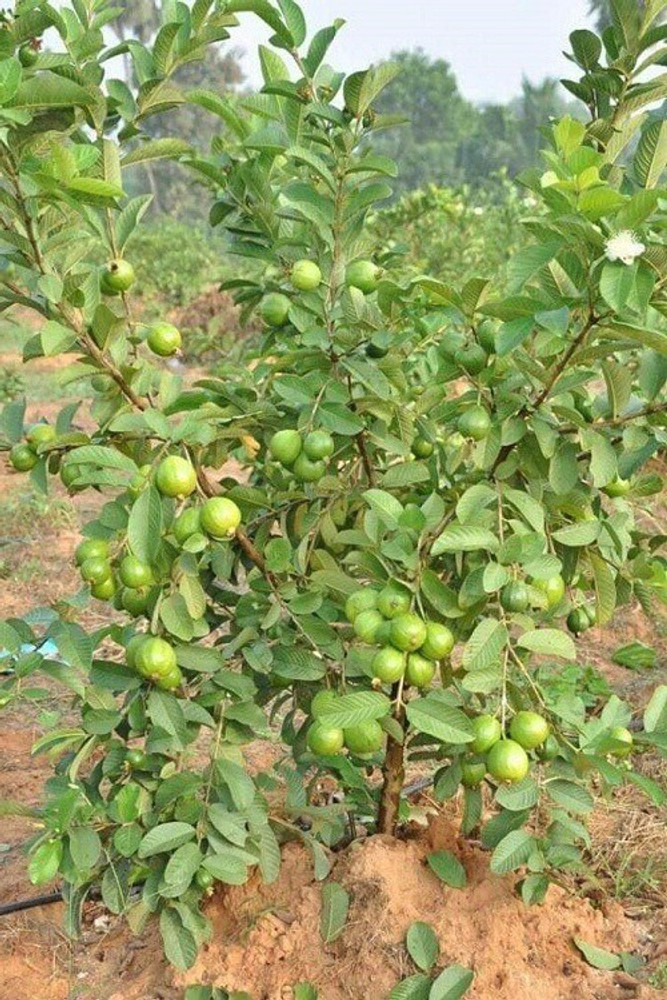 Guava Tree