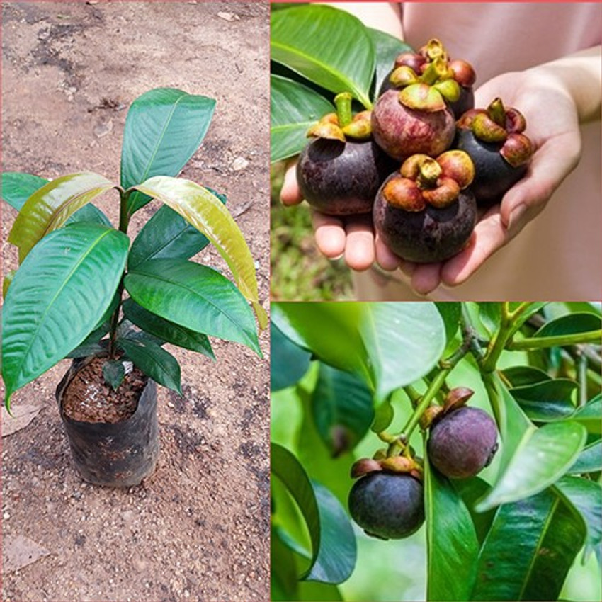 Mangosteen Fruit Tree