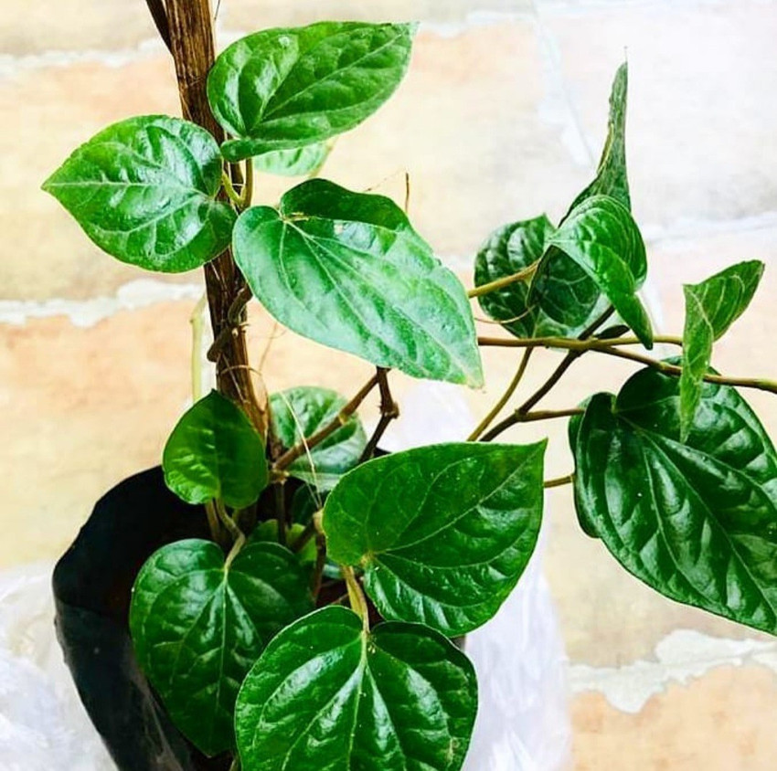 Complete Guide To Grow Betel Leaf Plant And Its Benefits, 42% OFF