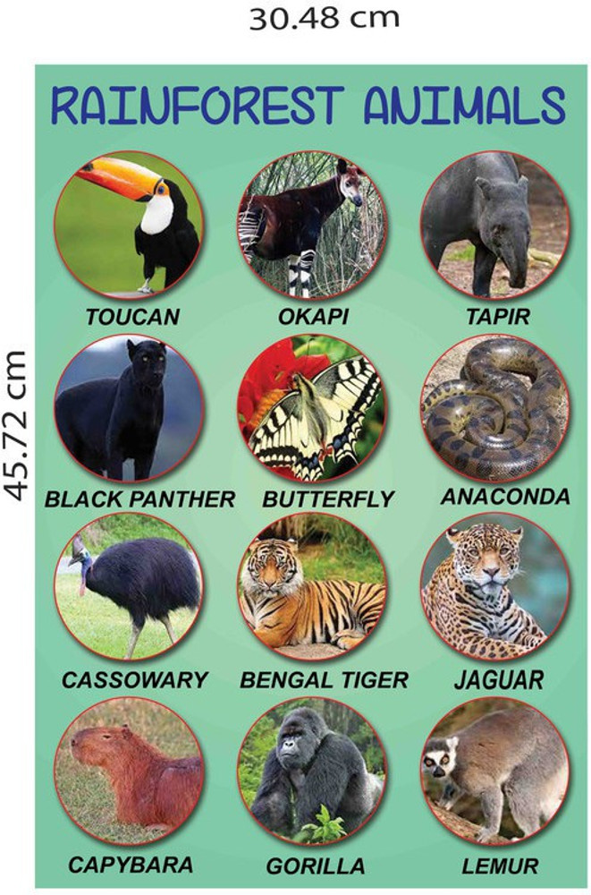 The 10 Most Common Animals That Live In The Amazon, 53% OFF