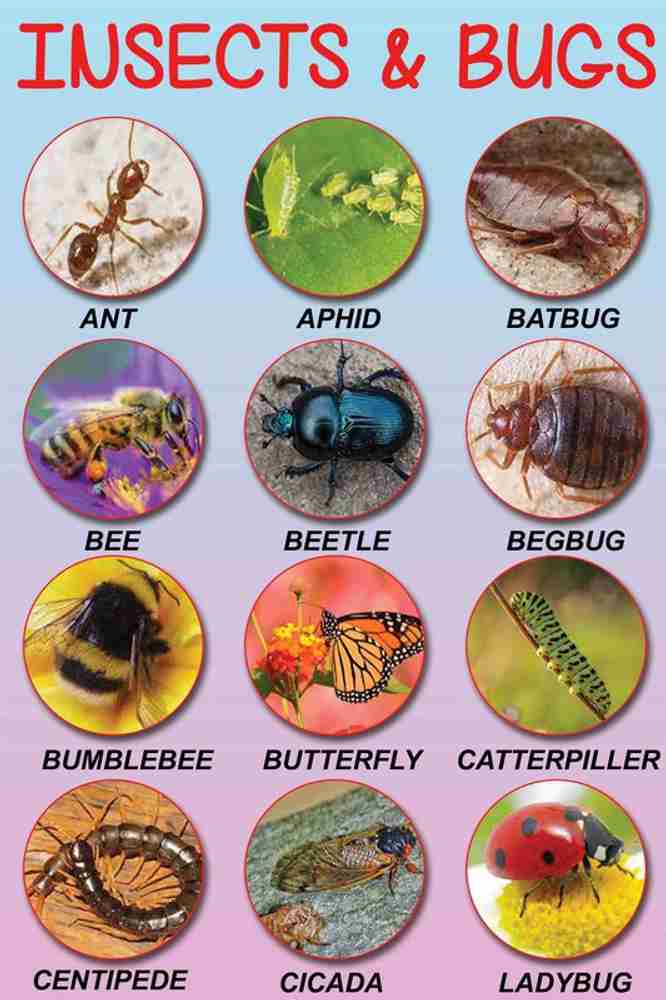 Insects And Bugs For Kids