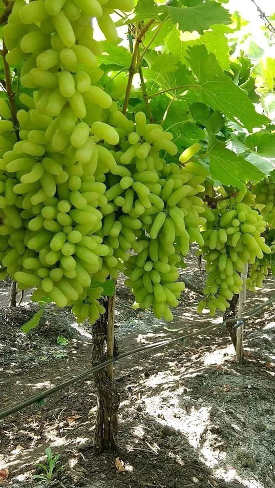 Green Grapes Tree
