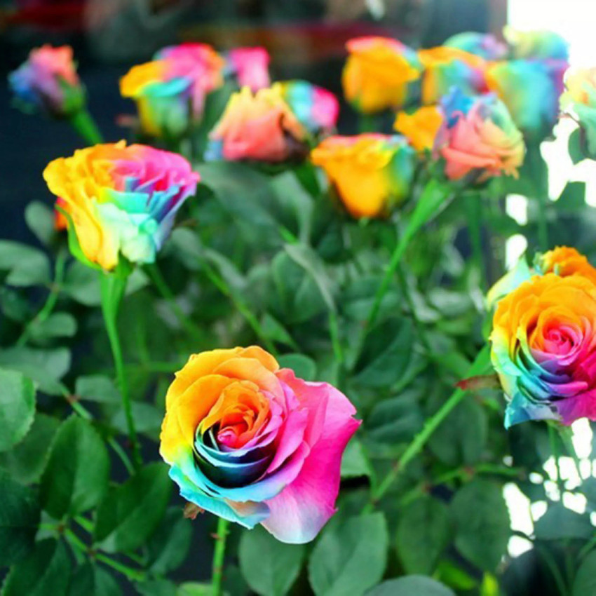 Real Rainbow Rose Plant