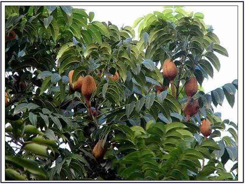 Indian Mahogany Tree