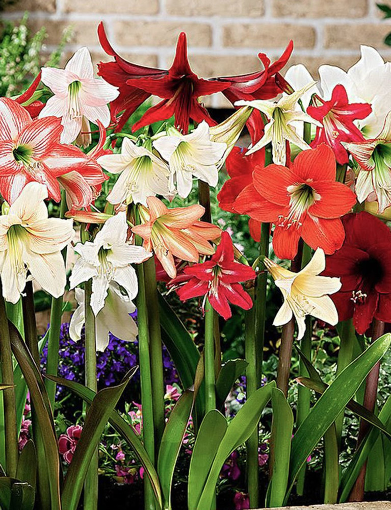Amaryllis Lily Flower Bulbs | Best Flower Site