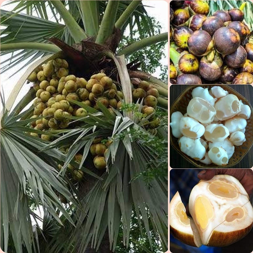 Toddy Palm Seeds