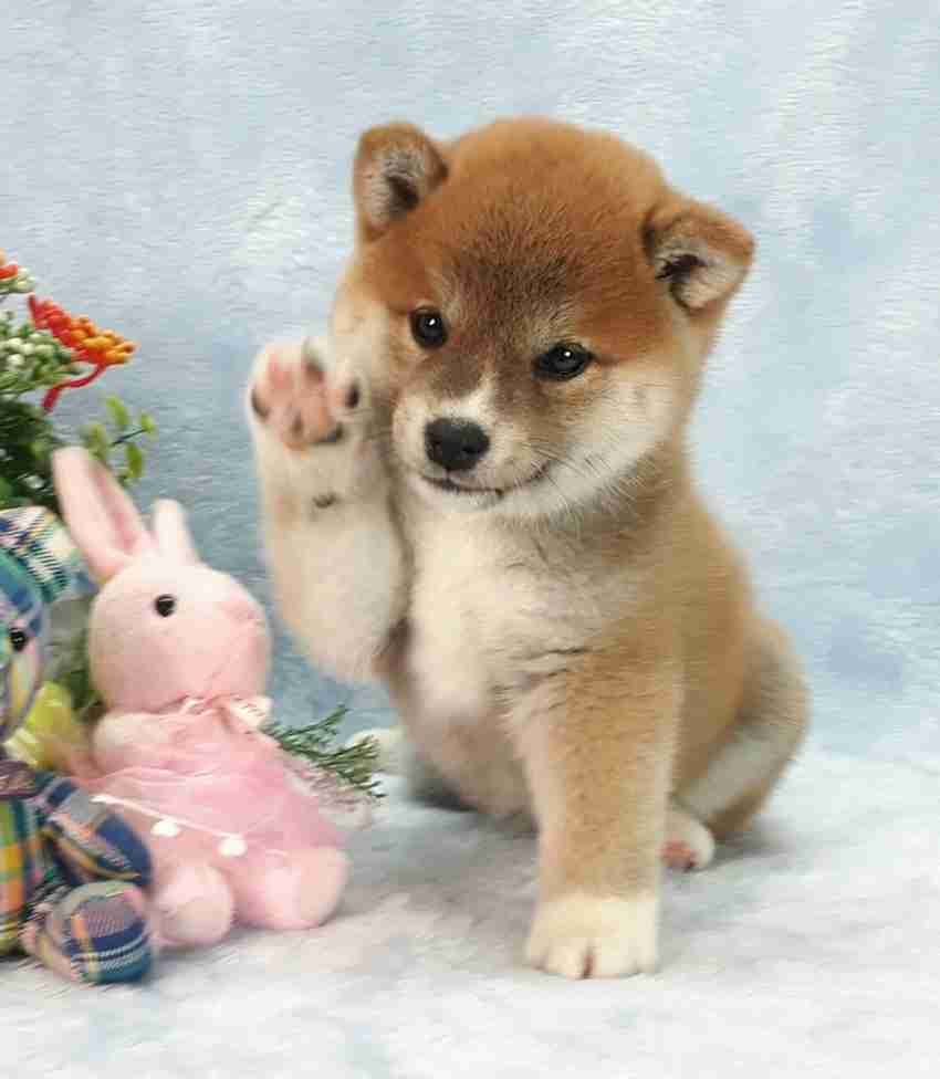 Cute Shiba Inu Puppies