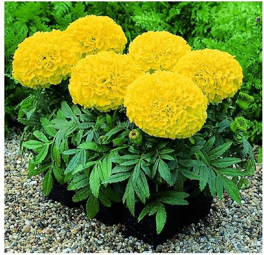 Yellow Marigold Flower
