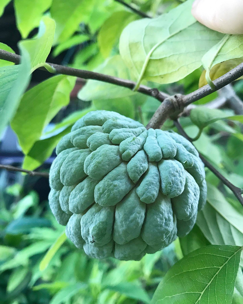 Indian Custard Apple Tree