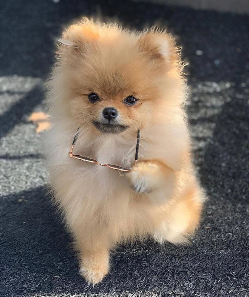 Cute Pictures Of Pomeranian Puppies