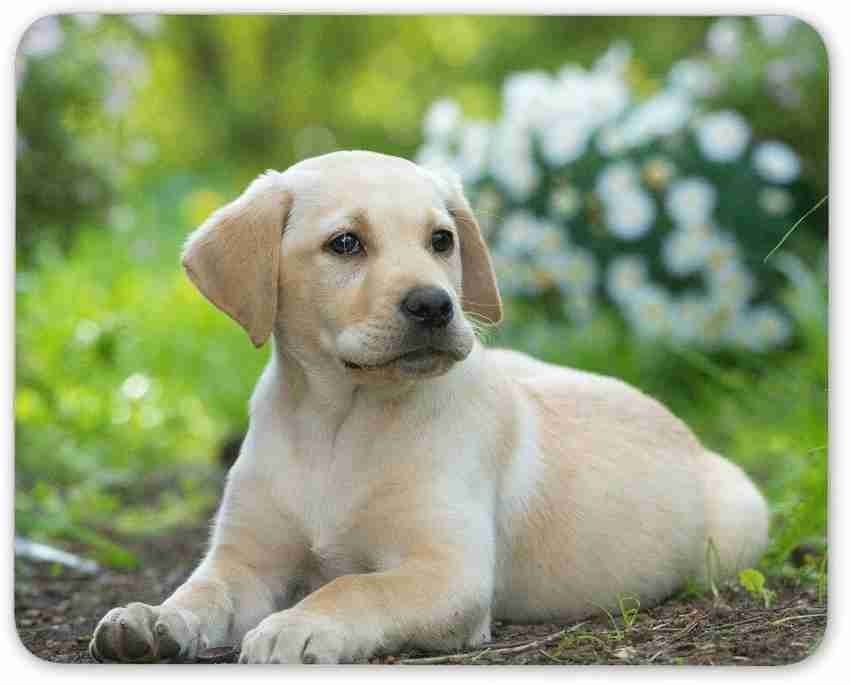 Cute Lab Puppies