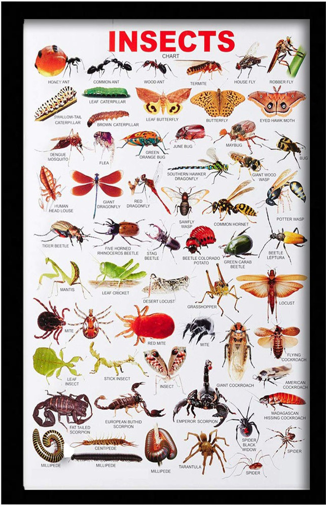 List Of Insects 25 Useful Insect Names With Pictures And 49 Off