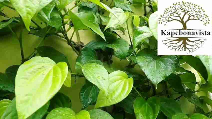 200 Betel Leaves,Betel,Paan,Dried Betel Leaves Ceylon, 51% OFF