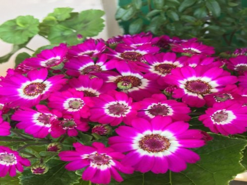 Cineraria Flower | Best Flower Site