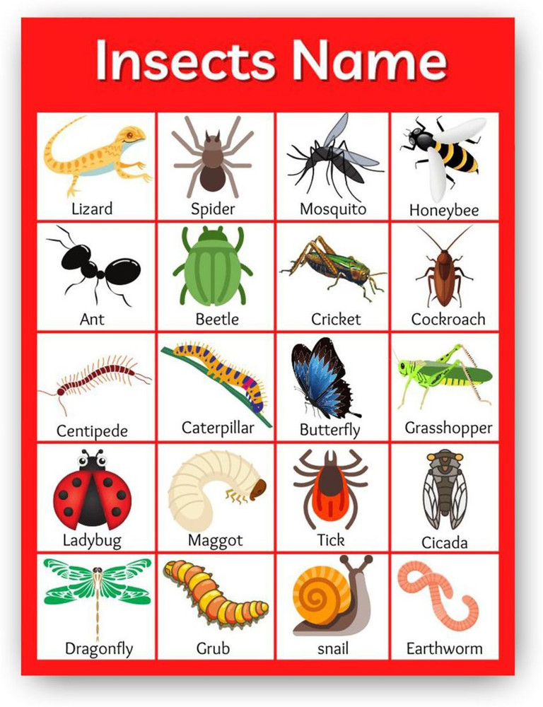 List Of Insects Names With Pictures