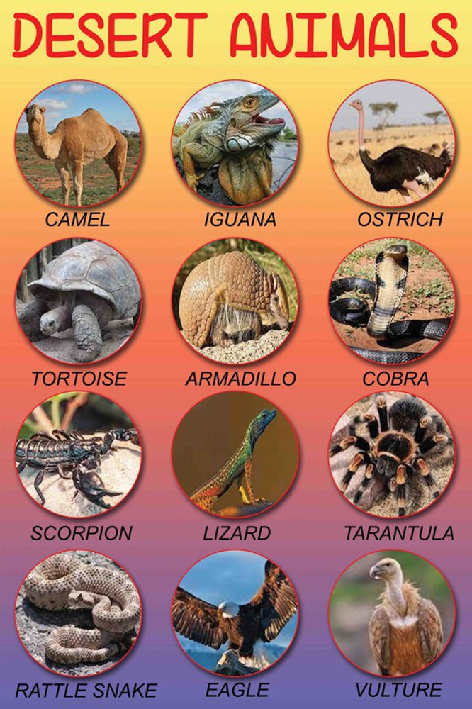 Deserts Animals For Kids