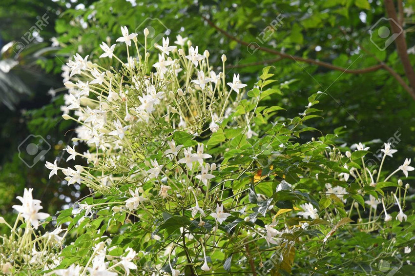 Millingtonia Hortensis