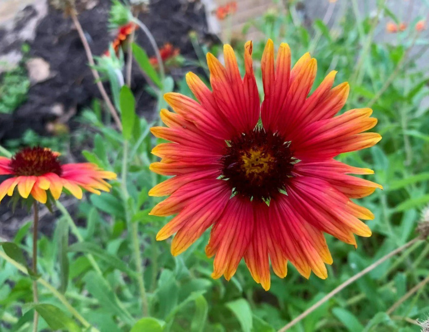 Firewheel Flower Seeds | Best Flower Site
