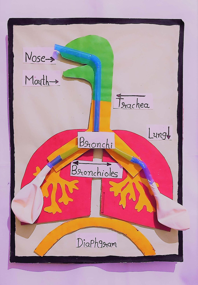 Respiratory System Model Ideas