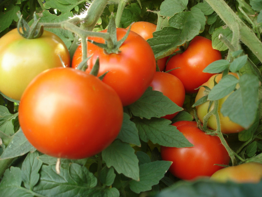 Ramapo F1 Hybrid Tomato Rohrer Seeds, 57% OFF