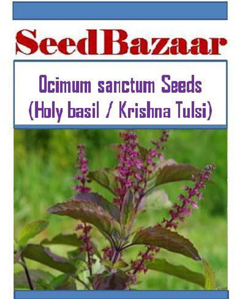 Krishna Holy Basil