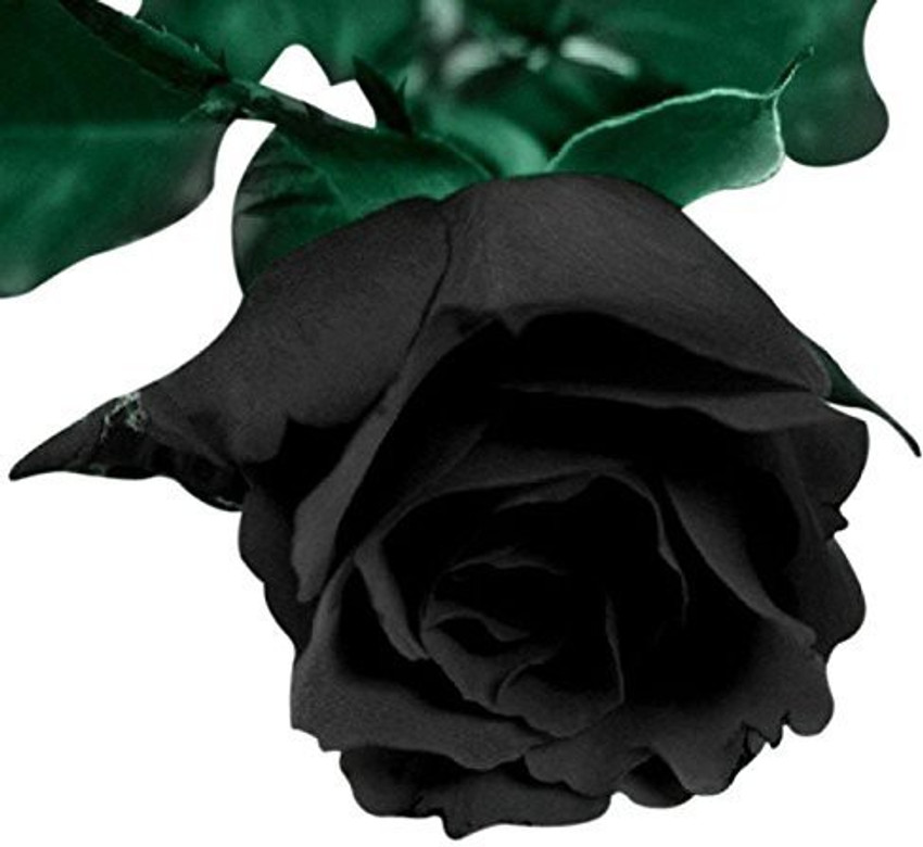 Bleeding Black Rose