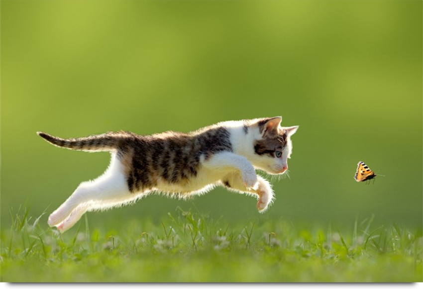 Cat Catching Butterfly