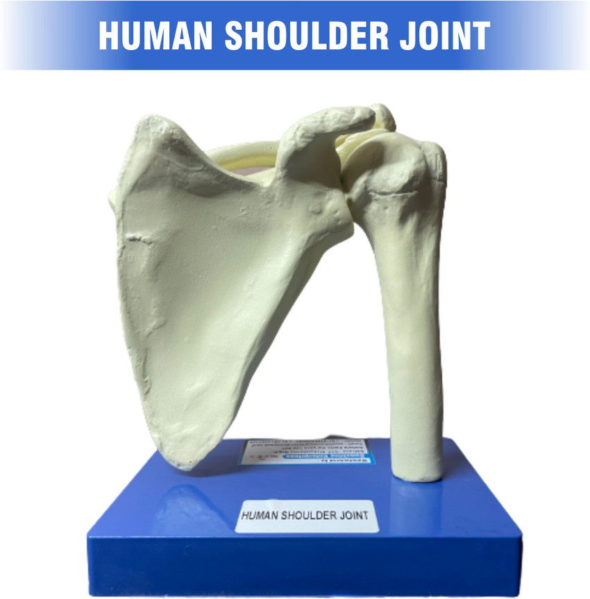 Shoulder Joint Model
