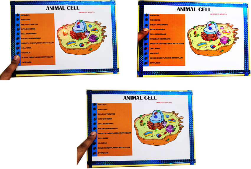 Animal Cells For Kids Project