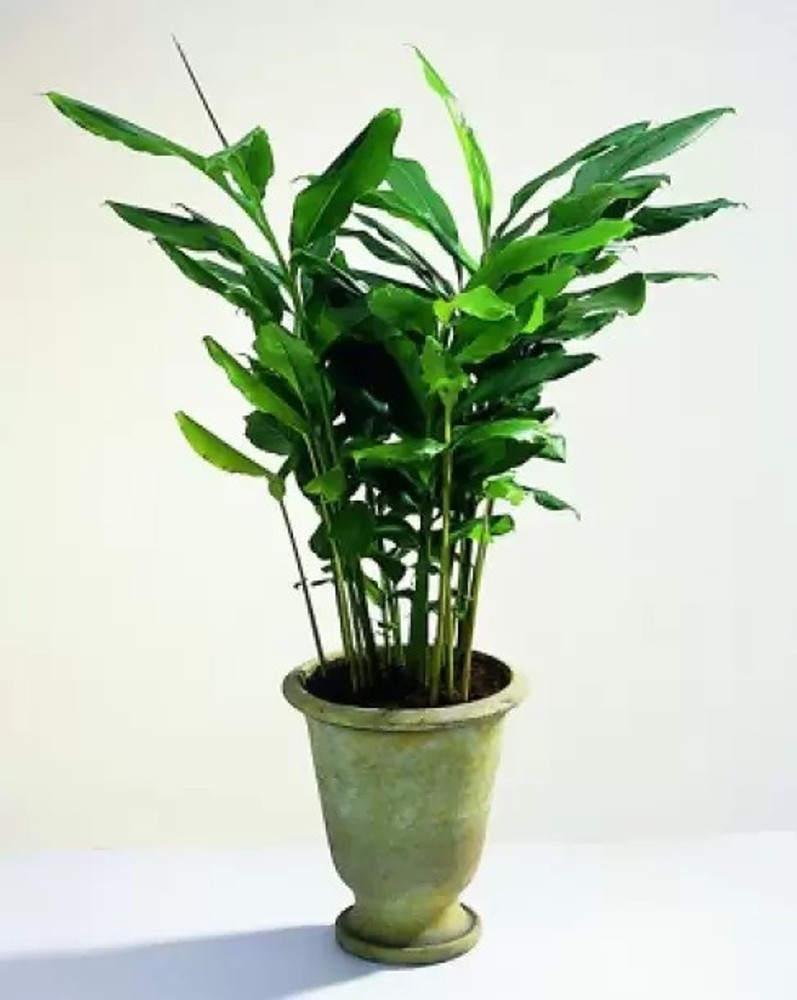 Elaichi Plant In Pot