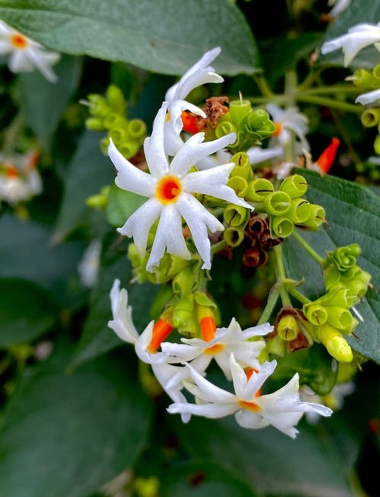 Parijata Flower Plant Images | Best Flower Site