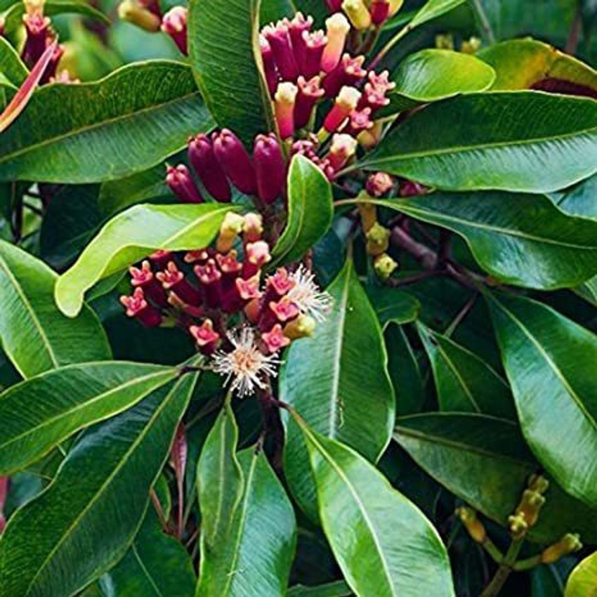Clove Tree
