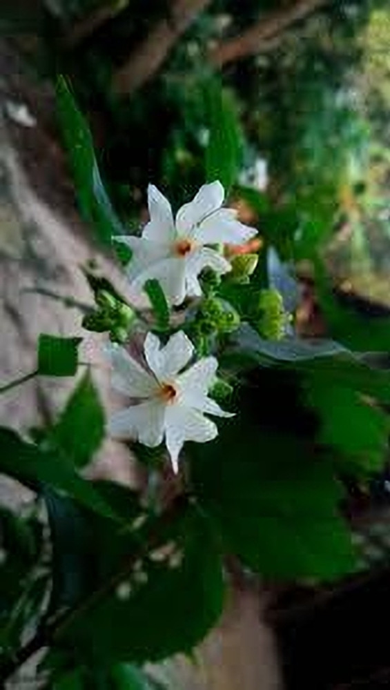 Parijata Flower Hd Images | Best Flower Site