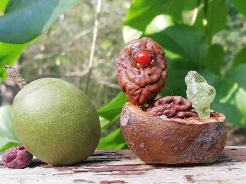 Rudraksha Tree