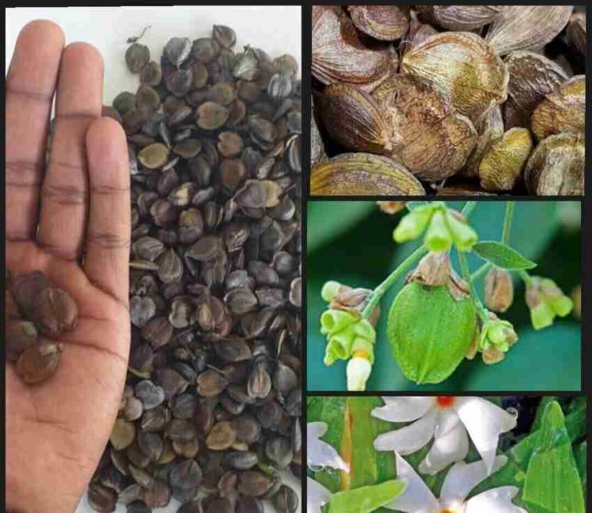 Parijata Flower Seeds | Best Flower Site