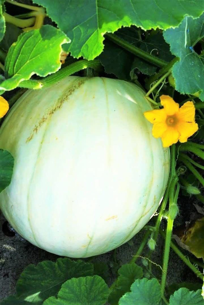 Casper White Pumpkin
