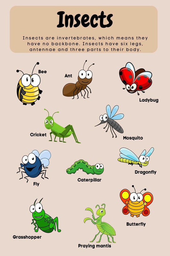 List Of Insects Names With Pictures