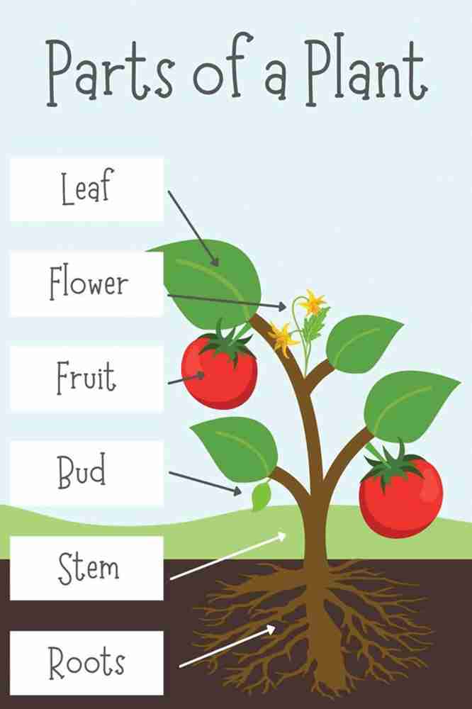 Parts Of Plants Diagram For Kids