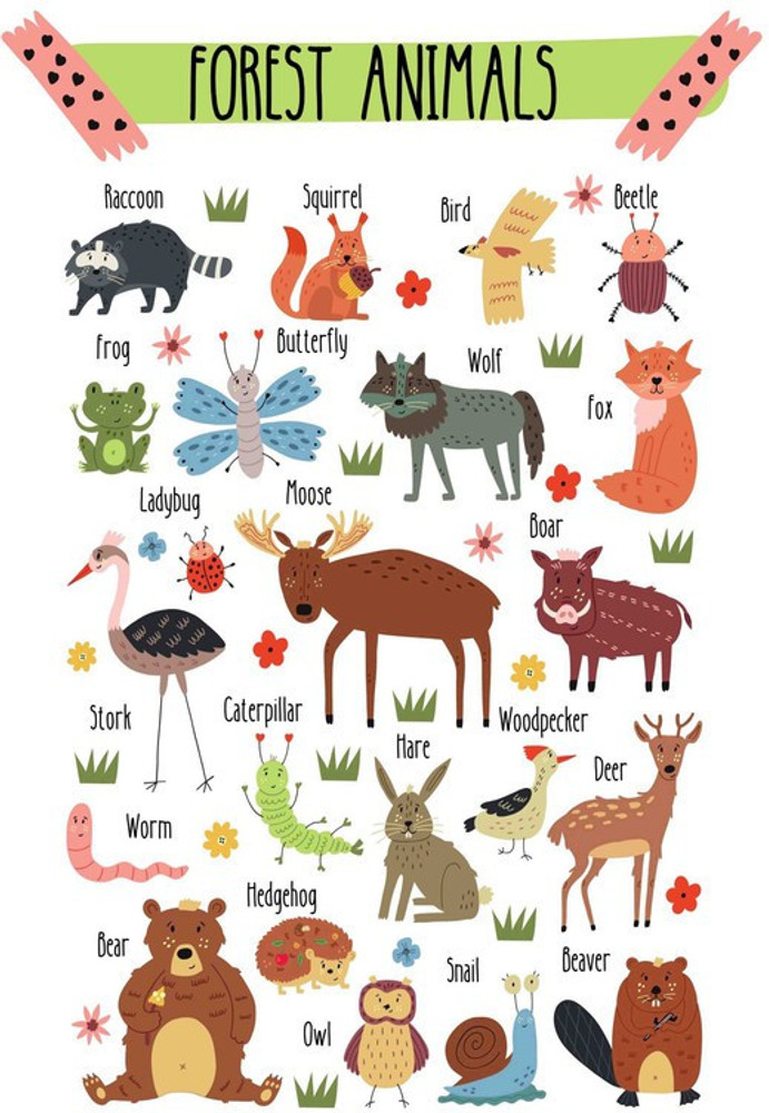 Forest Animals Images With Names