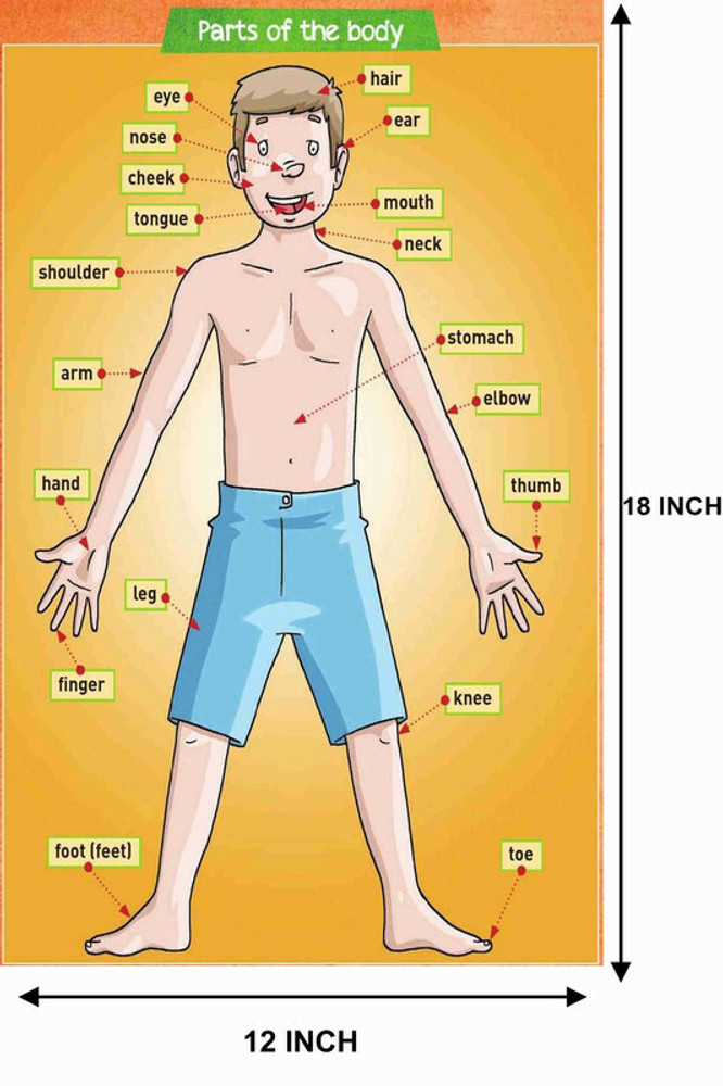 Boy Body Parts Name