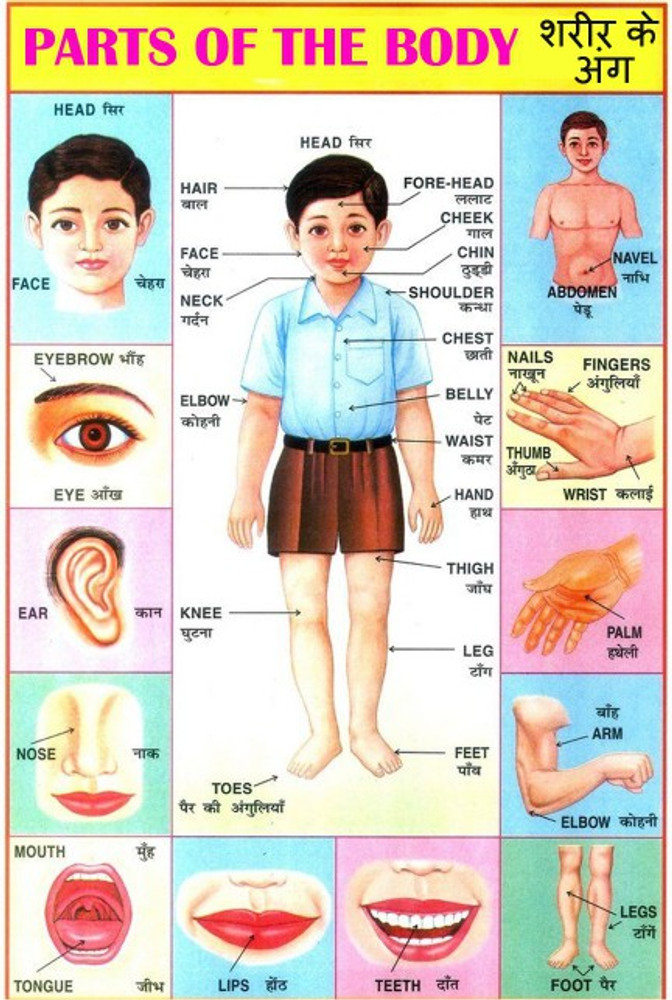 Human Body Parts Poster For Kids