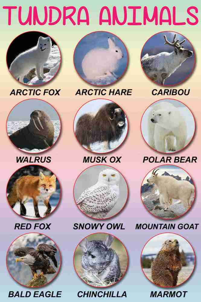 Tundra Animals Names