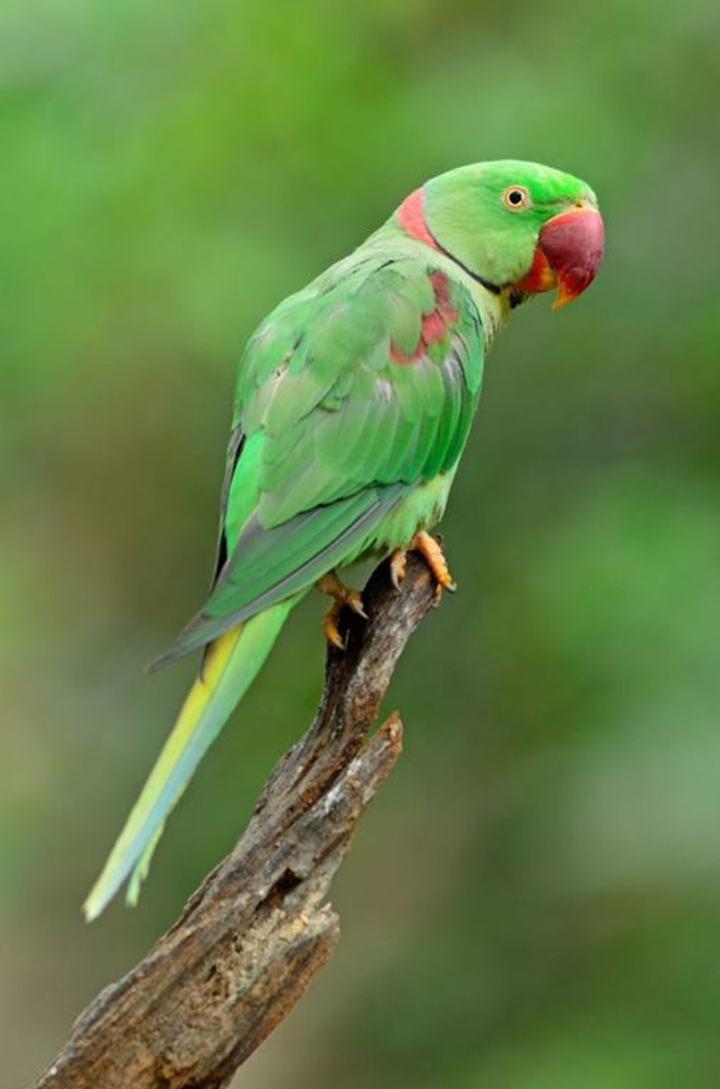 Green Colored Birds