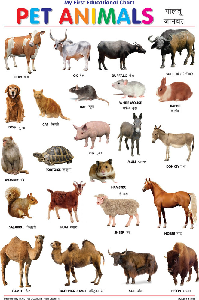 Pet Animals Pictures Chart