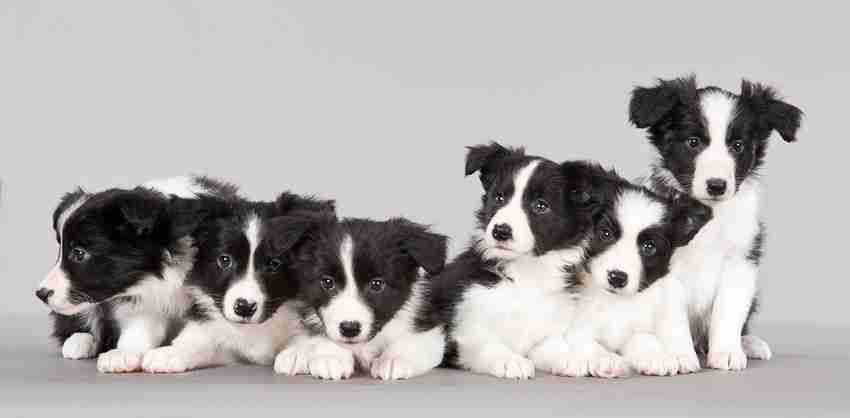 Do Dogs Need Papers To Cross The Border