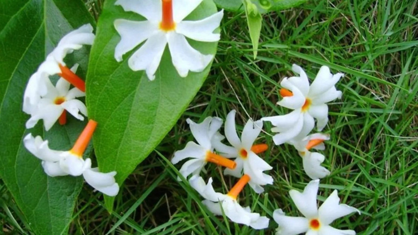 Parijat Flower Seeds | Best Flower Site