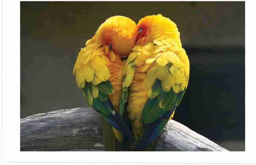 Birds Making A Heart