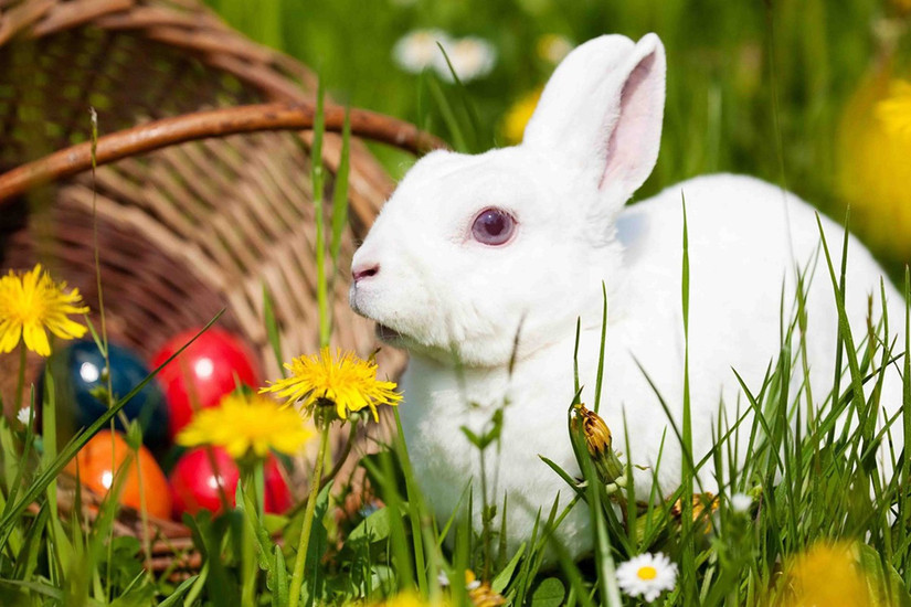 White Rabbit Movie Poster