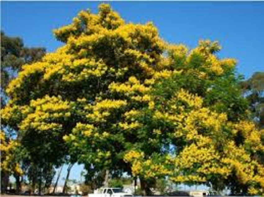 Yellow Gulmohar Tree
