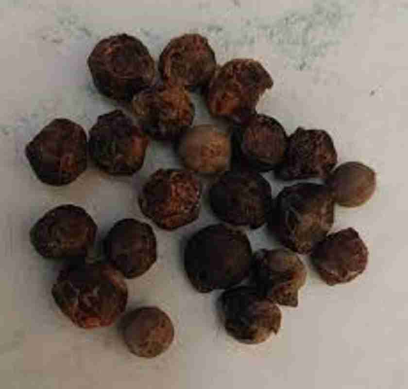 Camphor Seed